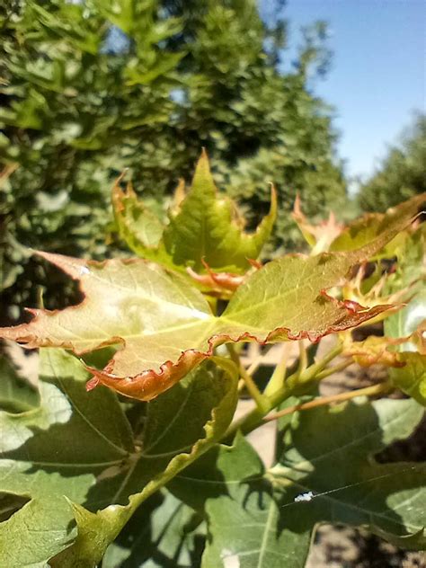 The Ruby Sunset Maple September Availability From Garden Gate Nursery
