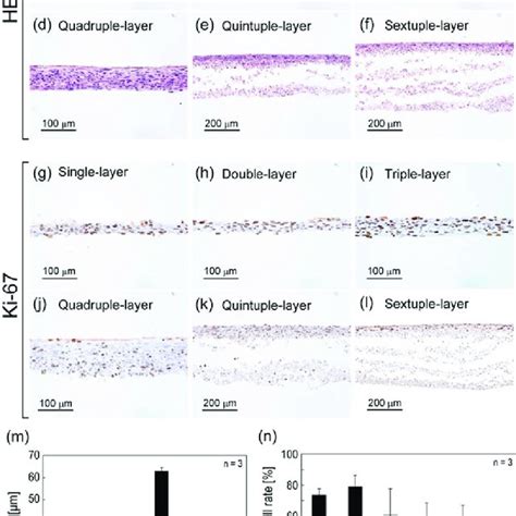 A L Histological Observations Of Multi Layered Cell Sheets After 7 Download Scientific