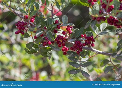 Pistacia Lentiscus Lentisk Or Mastic Shrub Red Ripened Bright Fruits