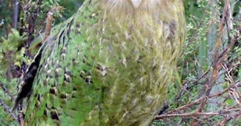 Sirocco The Kakapo Poses For The Camera Imgur