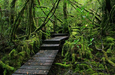 Creepy Crawly Trail Heroes Of Adventure