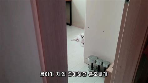 군대간 주인을 기다리는 강아지 포텐 터짐 최신순 에펨코리아