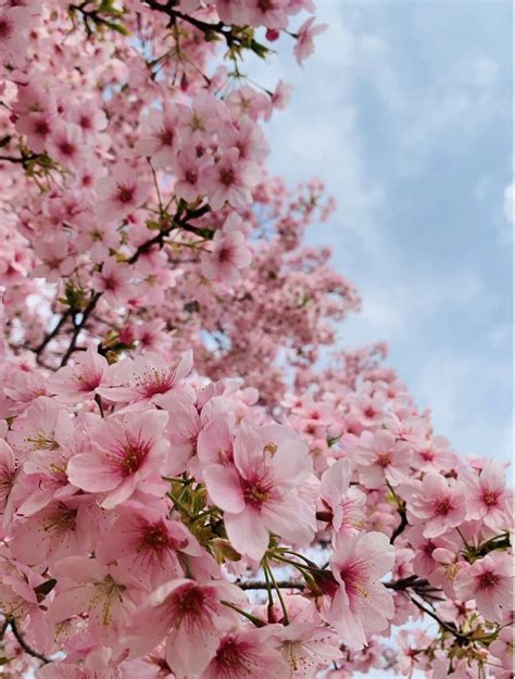 Rebecca On Twitter RT Piinkimi Cherry Blossoms