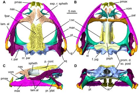 Shown In Dorsal A Ventral B Left Lateral C And Posterior D