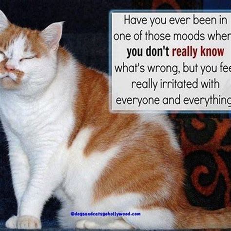 Whats Wrong With My Cats Nose Diy Seattle