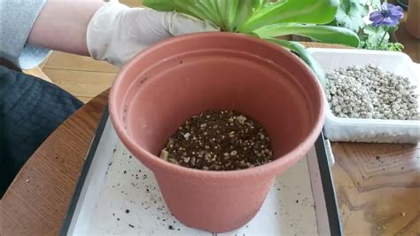 레위시아 분갈이 다육성의 레위시아 과습에 취약한 레위시아 물빠짐이 좋은 흙 배합상토산야초마사토펄라이트 섞어 배합토 만들기 Youtube