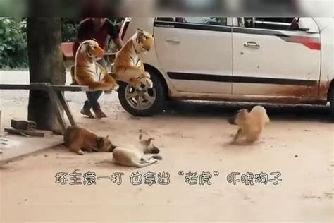 男子拿“老虎”吓唬狗子，谁料狗子反应太大，吓得连滚带爬逃走！
