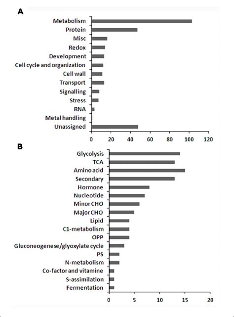 Functional Categorization Of The Differentially Displayed Proteins Download Scientific