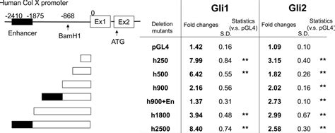 Indian Hedgehog Signaling Regulates Transcription And Expression Of