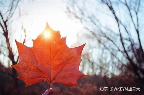 加拿大移民：加拿大迎全年赏枫佳季，奉上赏枫攻略一份 知乎