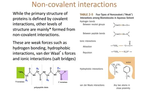 Non Covalent Interactions While The Primary Structure Of Table 2 5 Four