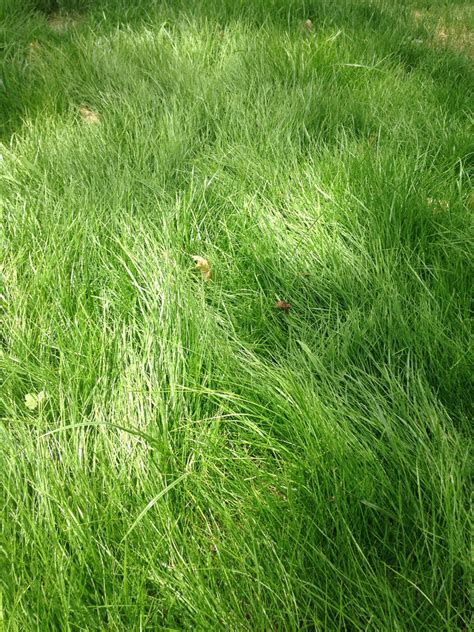 Pt 701 Let It Grow Grasses A No Mow Alternative Pro Time Lawn Seed