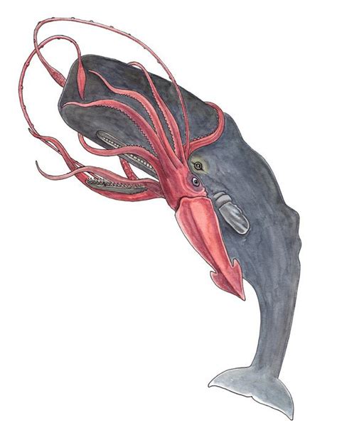 Sperm Whale Line Drawing Free Download On Clipartmag