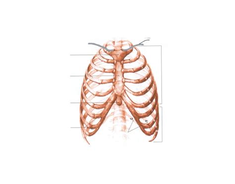 Labeling The Bones In The Ribs — Printable Worksheet
