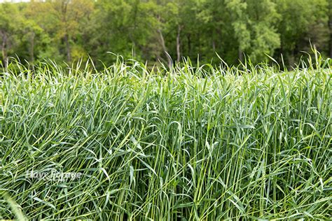 Timing Dictates Winter Rye Yield Quality Hay And Forage Magazine