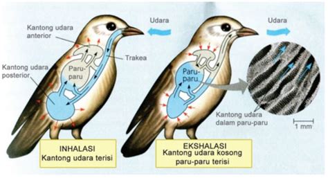Alat Bantu Pernapasan Pada Saat Burung Terbang Adalah Homecare24