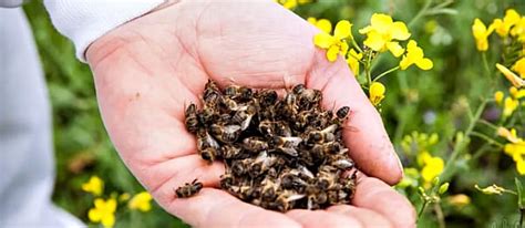 Лечебные свойства подмора пчелиного рецепты как принимать что лечит