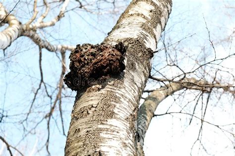 Inonotus Obliquus Or Chaga Mushroom On Trunk Birch Tree It Is Also