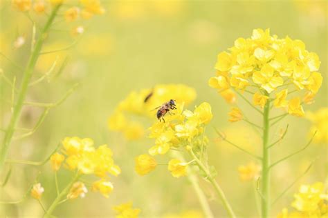 蜂に刺されたらどうしたらいい？ 湯郷ファミリークリニック｜岡山県北の家庭医療を実践するクリニック