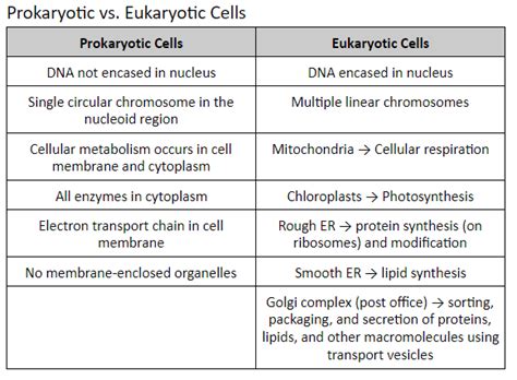 Microbiology BIO 205 Unit 1 Exam Diagram Quizlet