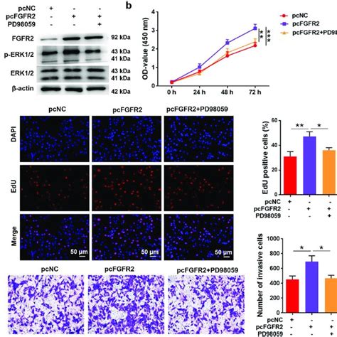 Regulation Between Fgfr2 And Erk Signaling Pathway In Escs A Kegg