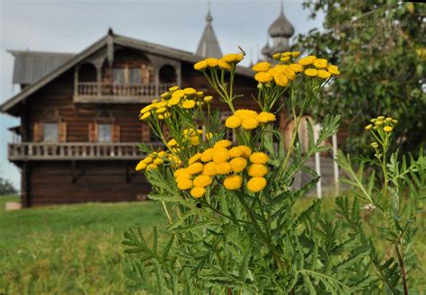 Пижма на клумбе (72 фото) - фото - картинки и рисунки: скачать бесплатно