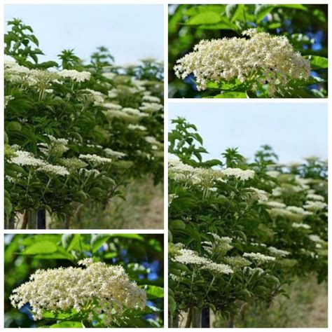 Bodza Termesztése Bodza Info