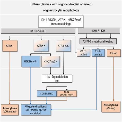 proposed diagnostic algorithm for diffuse gliomas diffuse gliomas are