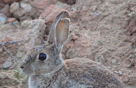 Viajes Salidas Naturaleza Fotografía Conejo De Monte