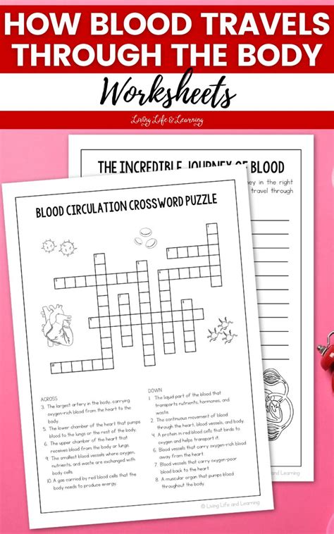 Parts Of Blood Worksheet