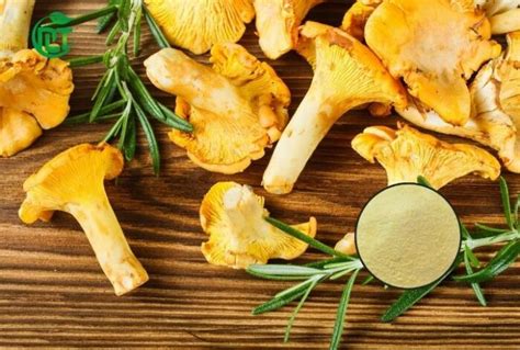 Phellinus Linteus Mushroom Extract Shanghai Plant Biotech