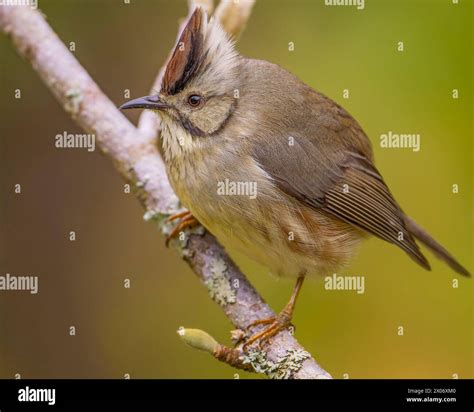 Taiwan Yuhina Yuhina Brunneiceps Endemic Bird Of Taiwan Perched In Tree Bird Eating Red Fruits