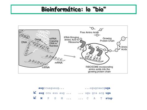 PPT I Bioinformática una panorámica PowerPoint Presentation free download ID