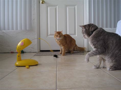 Get The Panic Mouse Cats Herd You