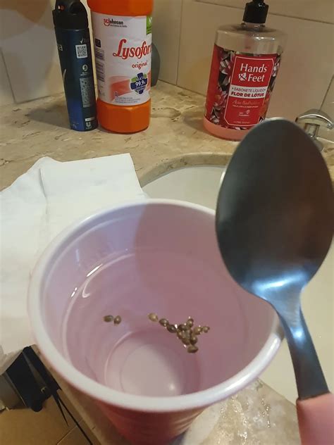 Como Plantar Maconha Guia Completo De Cultivo Indoor