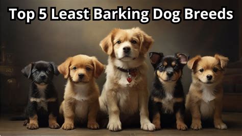 Top 5 Least Barking Dog Breeds Youtube