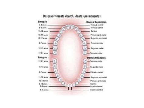 Nome Dos Dentes Do Fundo Librain