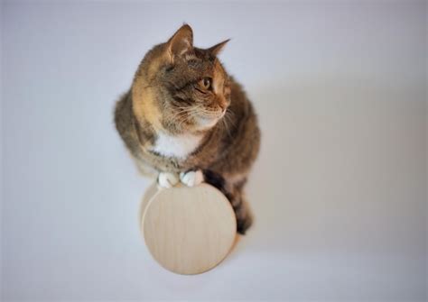 Page 3 Cute Cat Muzzle Images Free Download On Freepik