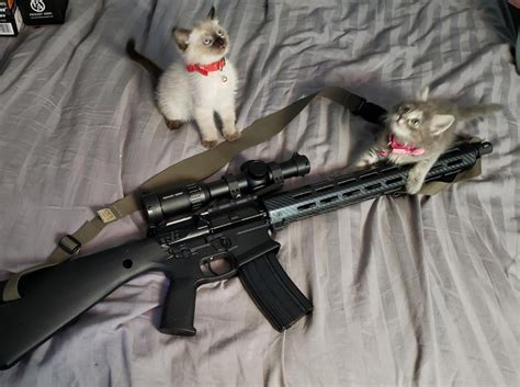 new gat. new cats. : r/tacticalgear