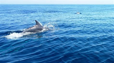 イルカの背びれって泳ぐのに必要？ イルカの謎を知る
