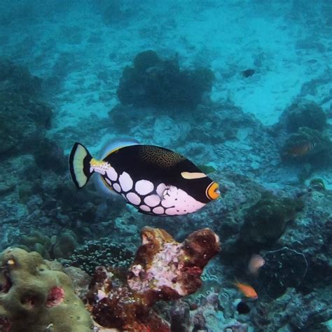 Clown Triggerfish