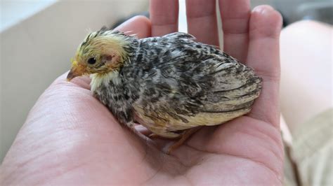 A Little Help With Color Id For Button Quail Please Backyard