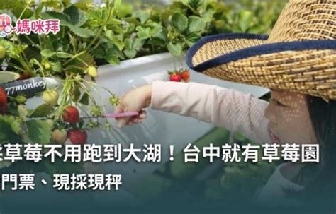 台中也能採草莓！免費採草莓、現採現秤，有高架有地面｜七七猴 媽咪拜mamibuy
