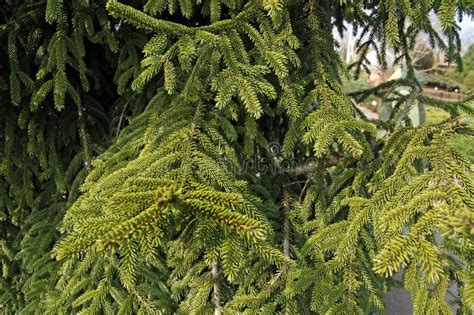 Picea Orientalis Commonly Known As The Oriental Spruce Or Caucasian