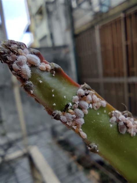 Bugs On My Dragon Fruit R Dragonfruit