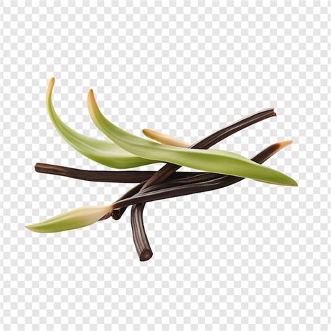 Free Vanilla Bean Clip Art Free Download Free Vanilla Bean Clip Art