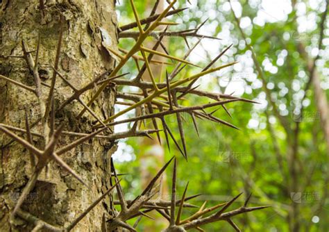 荆棘自然植物水平画幅无人尖利森林户外树摄影