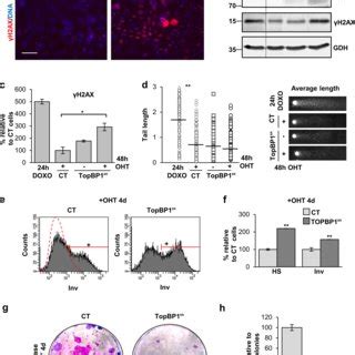 Activation Of ATR Itself Promotes Squamous Differentiation In Human Download Scientific Diagram