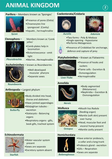 Phylum Chordata Examples
