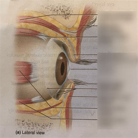 Lateral View Of Eye Diagram Quizlet